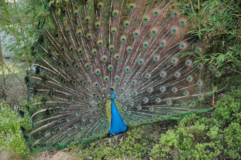 Een Grote Pauw Met Een Luxueuze Multi-colored Staart Zit Op Een ...