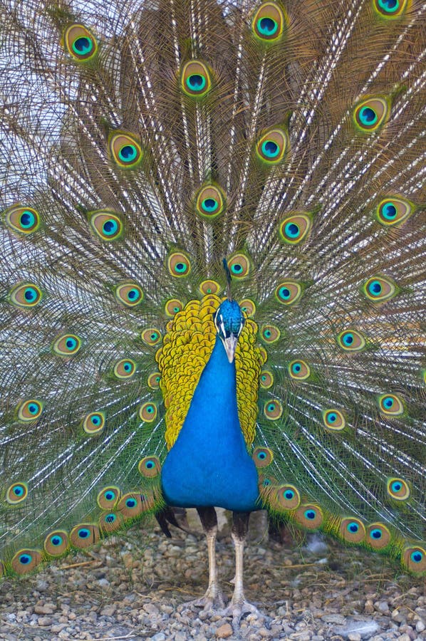 Pavão foto de stock. Imagem de elegante, penas, fundo - 14027438