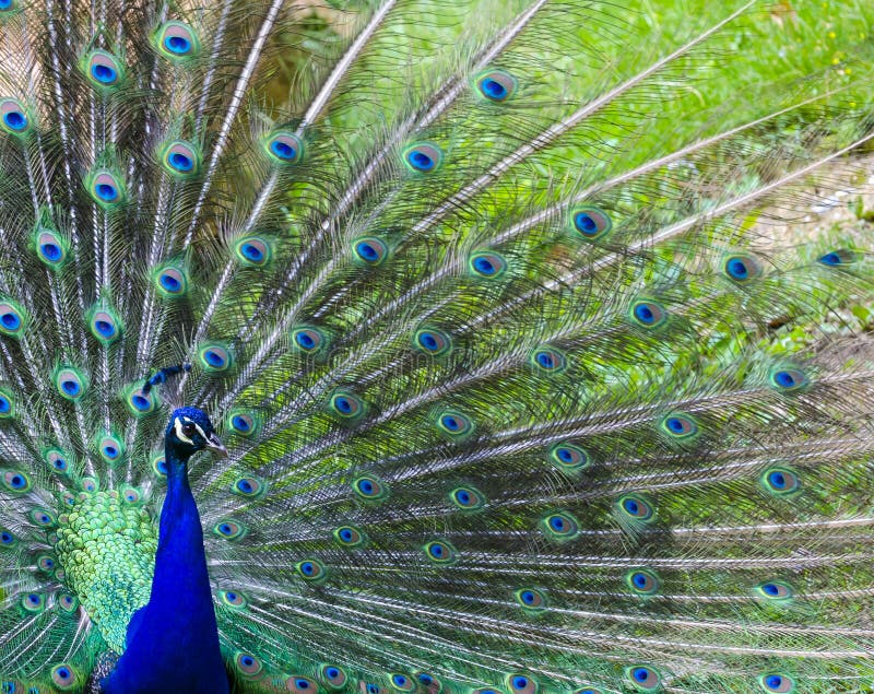 Pavão Colorido Na Pena Cheia Imagem de Stock - Imagem de ...