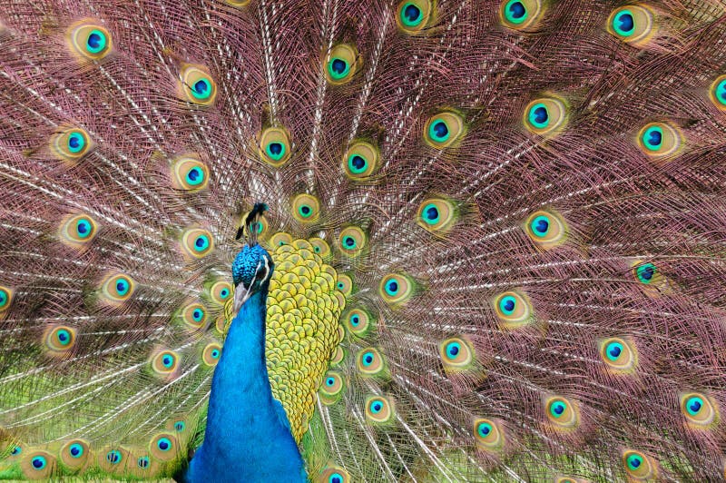 Pavão azul indiano imagem de stock. Imagem de bico, colorido - 4456173