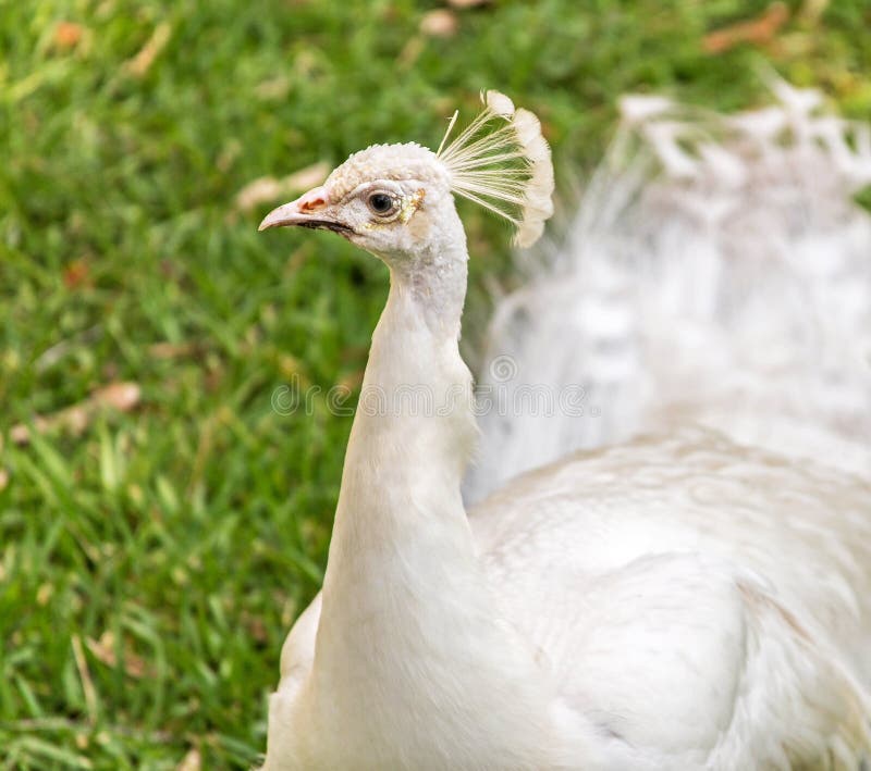 Pavão Fêmea Branco Do Albino Foto de Stock - Imagem de limpo, pássaro ...