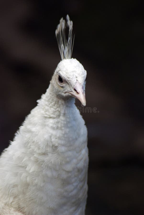 Pavão Fêmea Branco Do Albino Foto de Stock - Imagem de limpo, pássaro ...