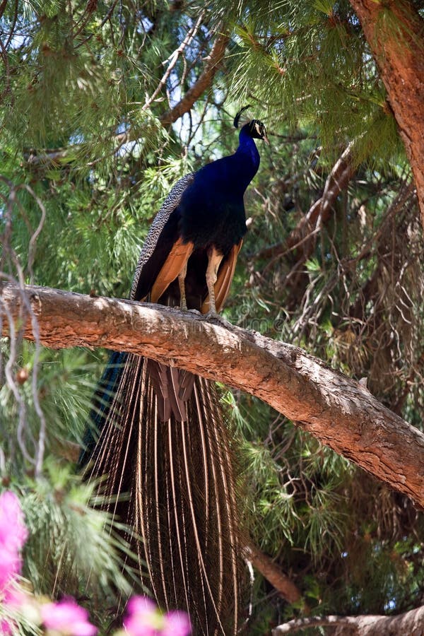 Pavão colorido imagem de stock. Imagem de macho, plumagem - 15211419