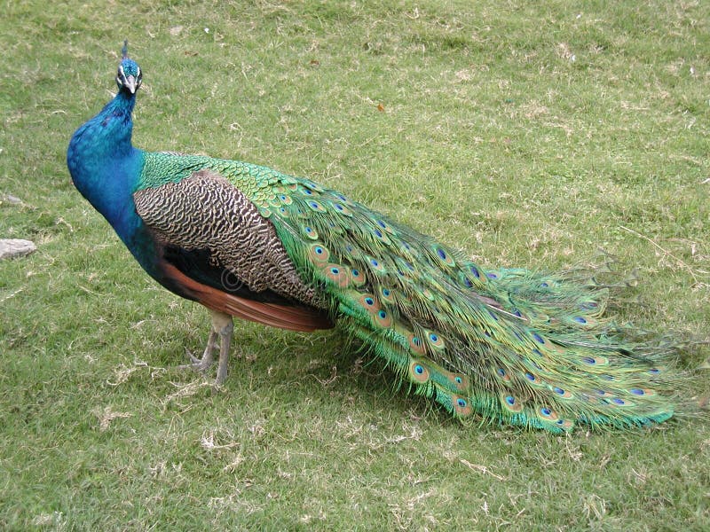 Pavão Colorido Na Pena Cheia. Foto de Stock - Imagem de brilhante ...
