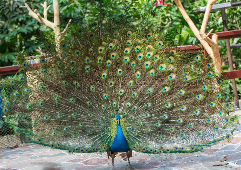 Pavão colorido feliz imagem de stock. Imagem de fauna - 44807417