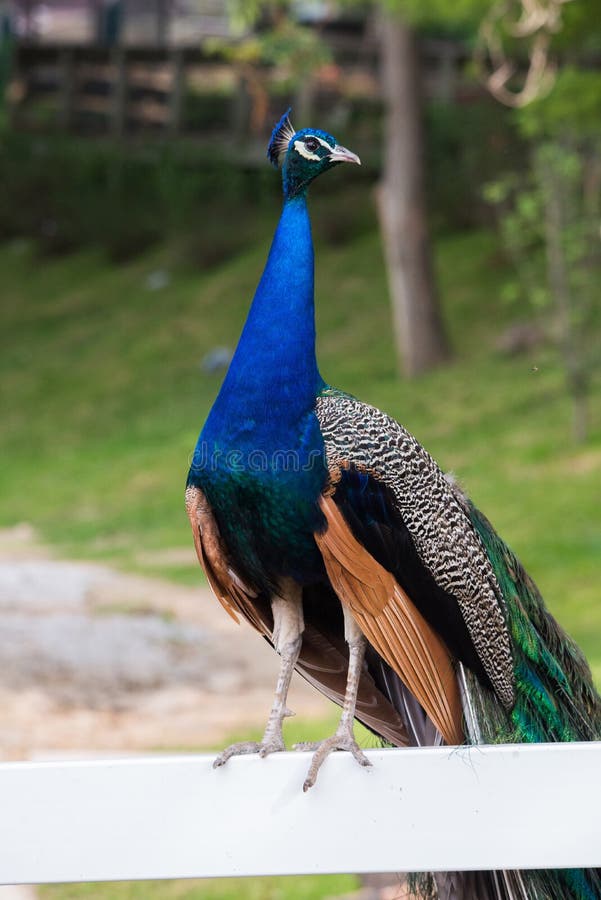 Pavão colorido brilhante imagem de stock. Imagem de colorido - 44380843