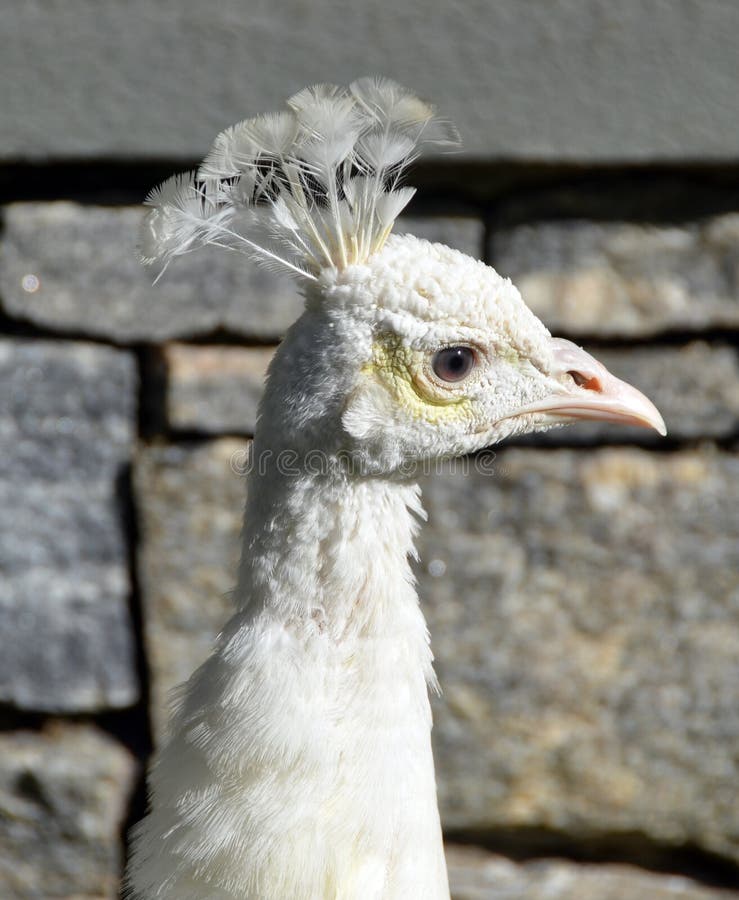 Pavão Fêmea Branco Do Albino Foto de Stock - Imagem de limpo, pássaro ...