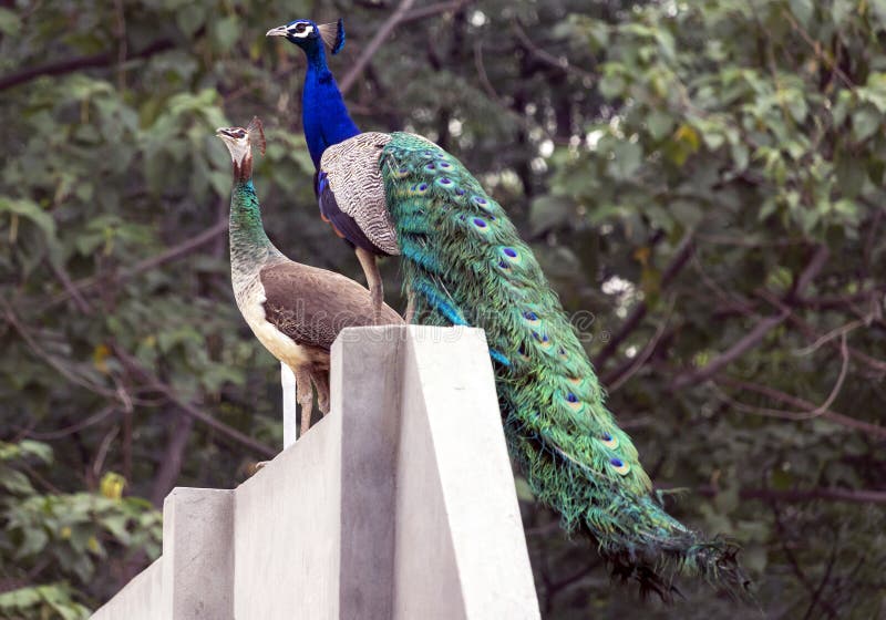 Cortejo Do Pavão E Da Pavoa Imagem de Stock - Imagem de iridescente ...