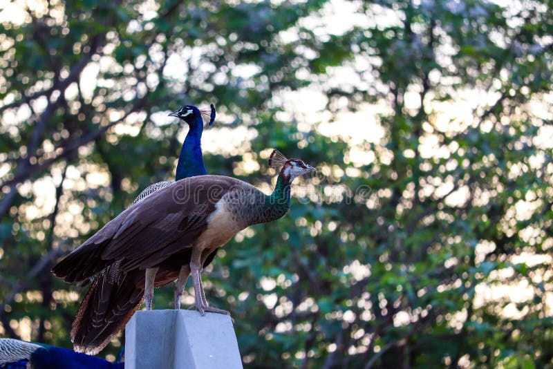 Uma pavoa indiana foto de stock. Imagem de casa, pavoas - 116549642