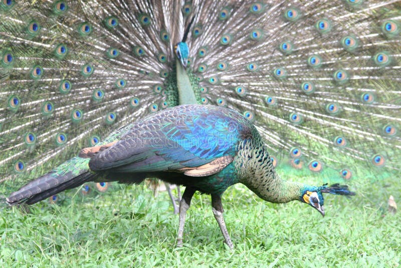 2,491 Pavoa Fotos - Fotos de Stock Gratuitas e Fotos Royalty-Free ...