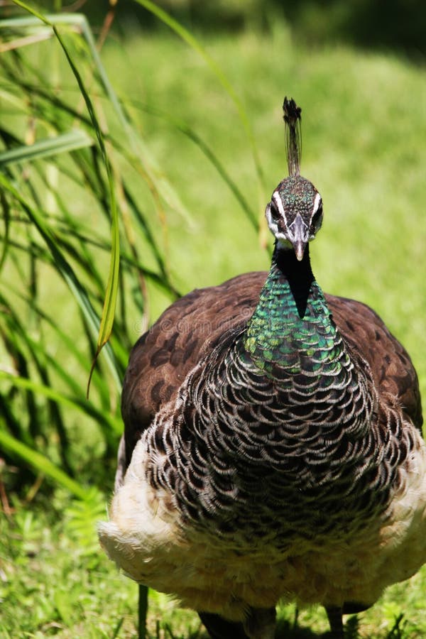 Pavão fêmea foto de stock. Imagem de cauda, pântano, bico - 20436918