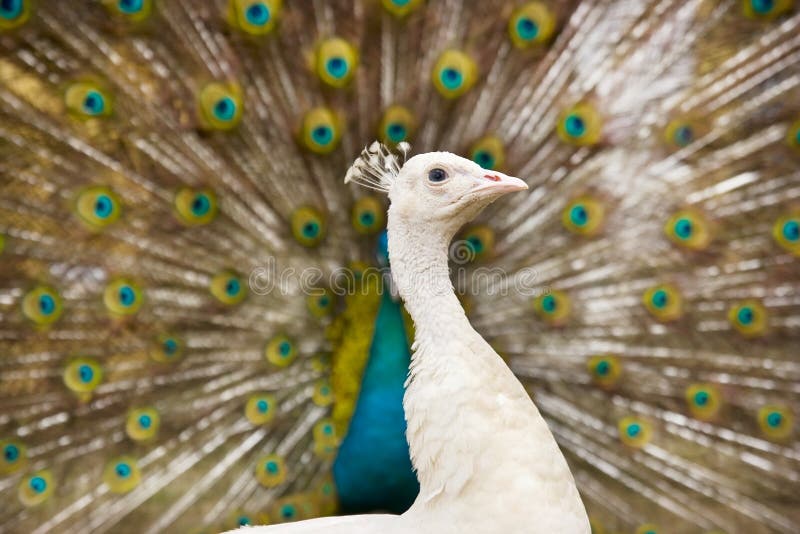 Pavão fêmea imagem de stock. Imagem de plumagem, animal - 19093701