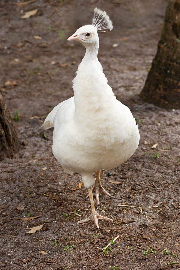 Pavão fêmea imagem de stock. Imagem de galinha, orgulhoso - 4144047