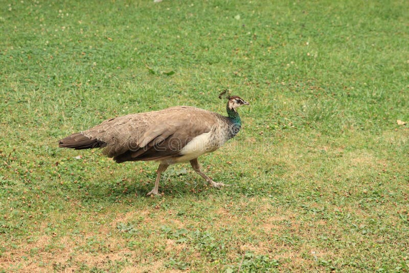 Pavão fêmea colorido. foto de stock. Imagem de pavão - 20985468