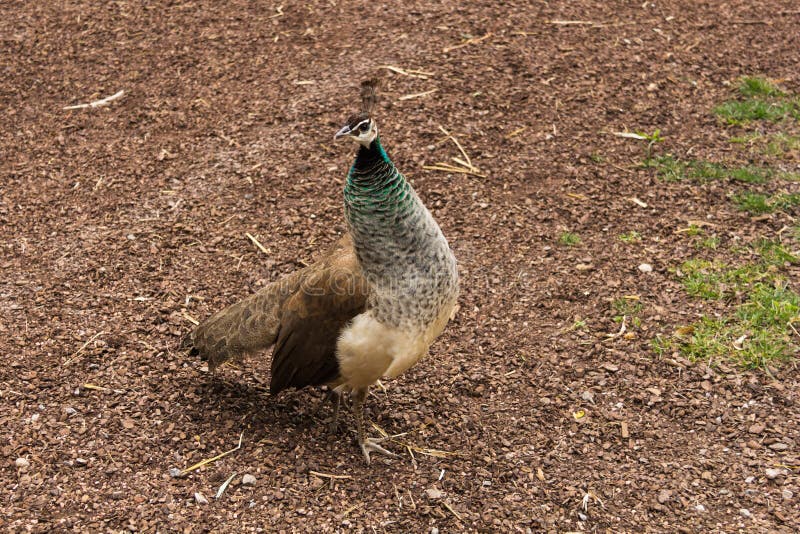 Pavão fêmea imagem de stock. Imagem de bico, pena, orgulho - 30769939
