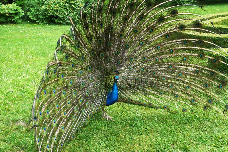 Pava Real De Los Beackons Del Pavo Real Foto de archivo - Imagen de ...