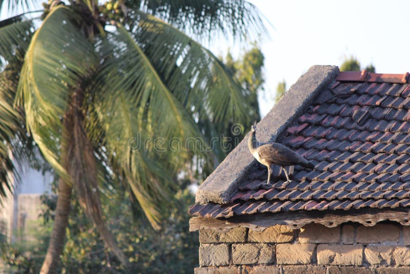 Pava real en el tejado imagen de archivo. Imagen de india - 109640293