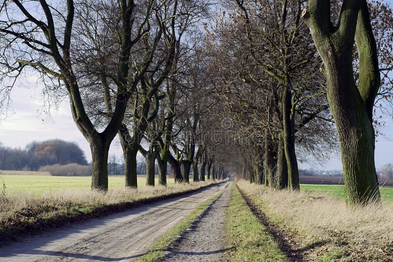 Paved alley with trees stock image. Image of tree, plant - 36503073
