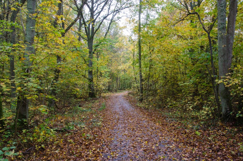 Paved Footpath in Autumn Colors Stock Image - Image of environment ...