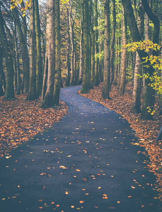 Paved Footpath through a Forest Stock Photo - Image of forest, walking ...