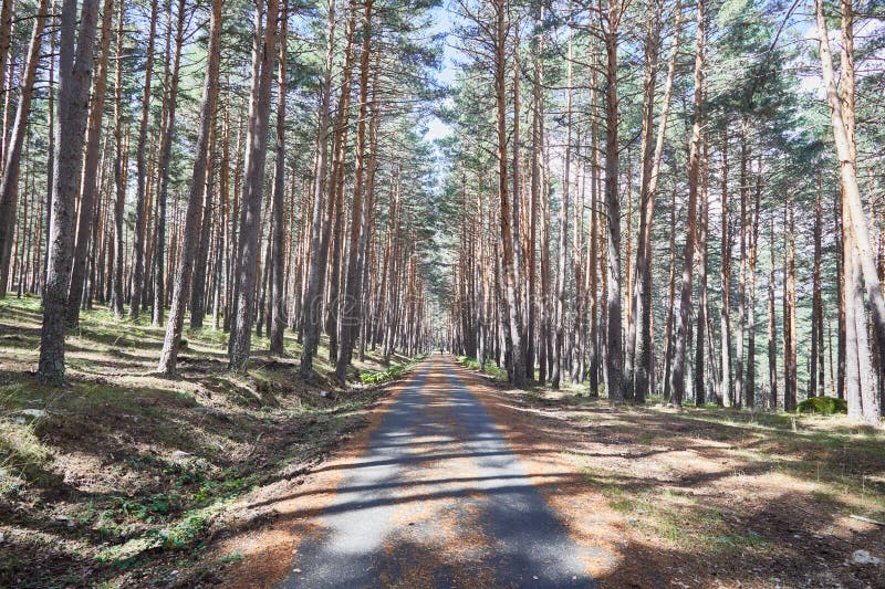 Paved Forest Path between Trees in a Beautiful Forest Stock Photo ...