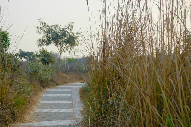 Paved Path in Aravali Diversity-bio Park with Trees and Grass Under a ...