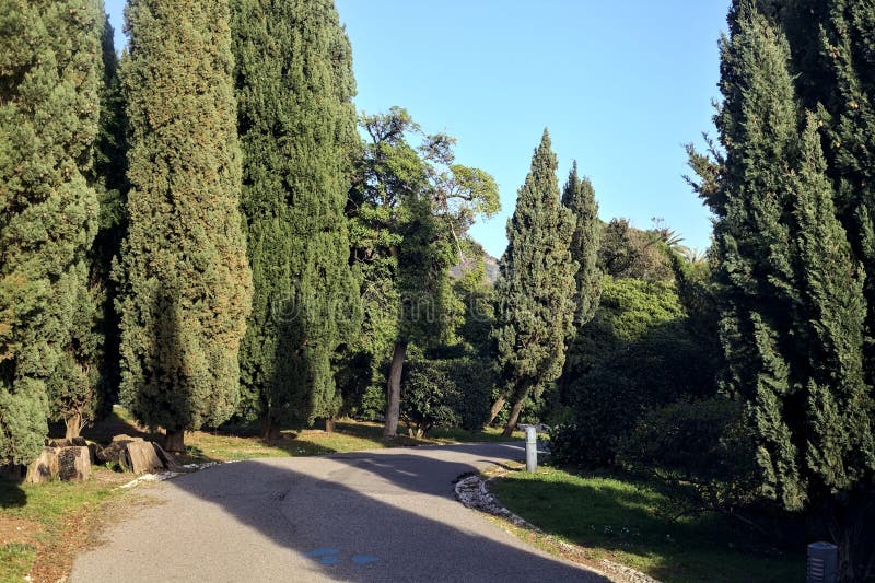 Paved Path Bordered by Trees and Hedges at Sunset Stock Image - Image ...