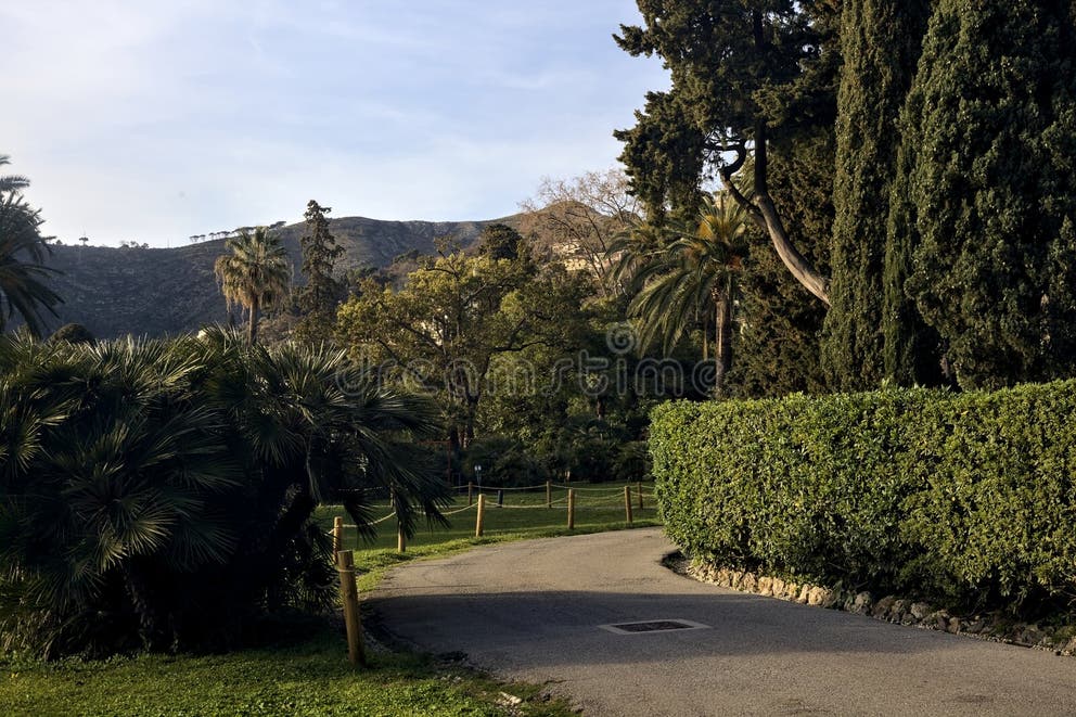 Paved Path Bordered by Trees and Hedges at Sunset Stock Image - Image ...