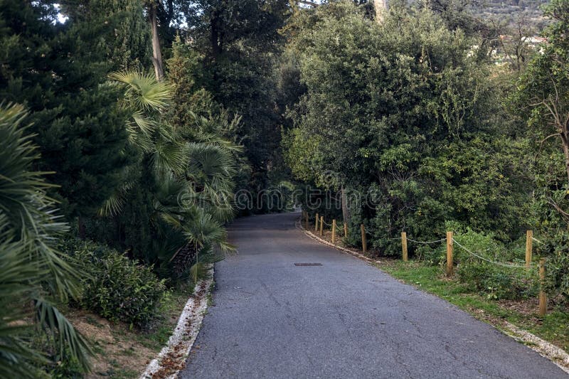 Paved Path Bordered by Trees and Hedges at Sunset Stock Image - Image ...