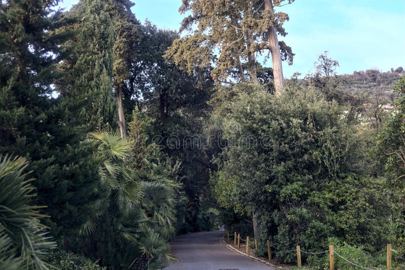 Paved Path Bordered by Trees and Hedges at Sunset Stock Photo - Image ...