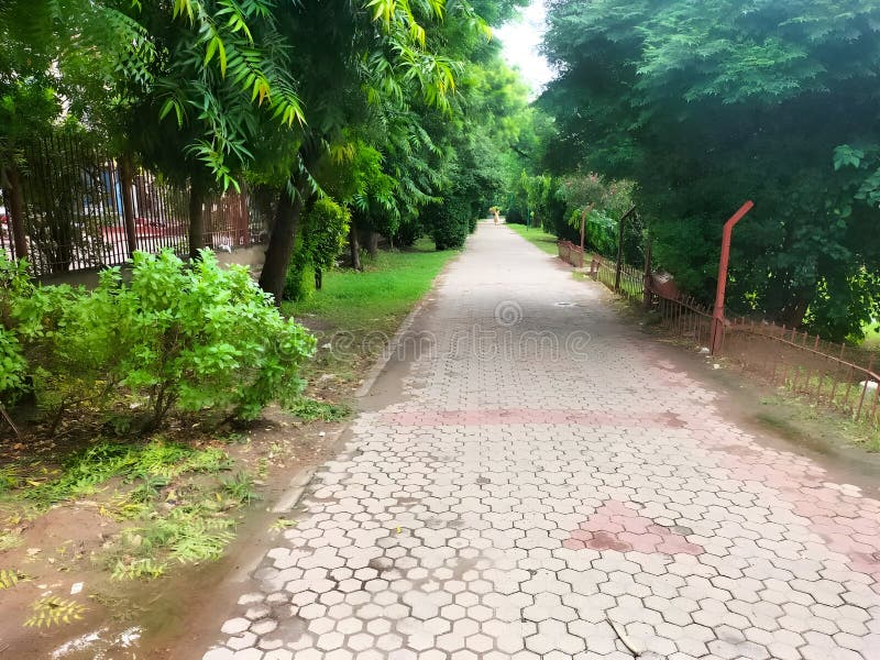 Peaceful Paved Path through Lush Green Trees, Perfect for Relaxation ...