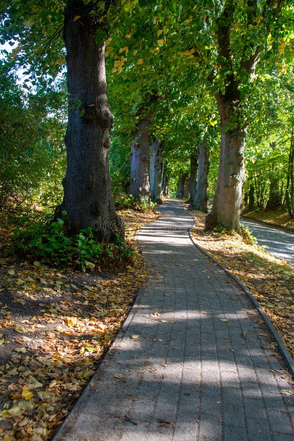 Paved Path between Green Trees Stock Photo - Image of europe, tree ...