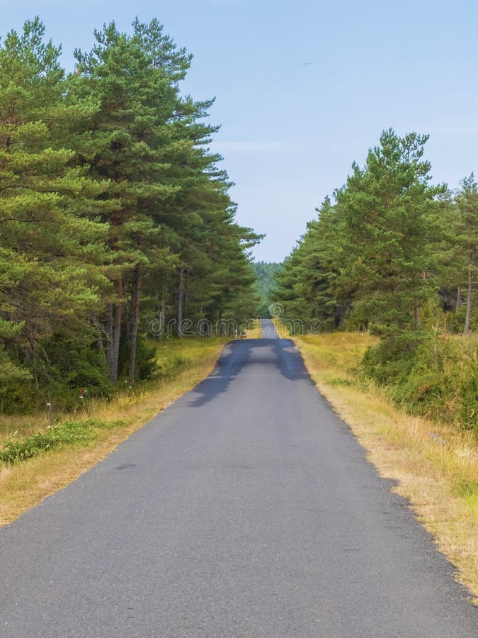 Paved Path Leading through Dense Forest Stock Photo - Image of forest ...