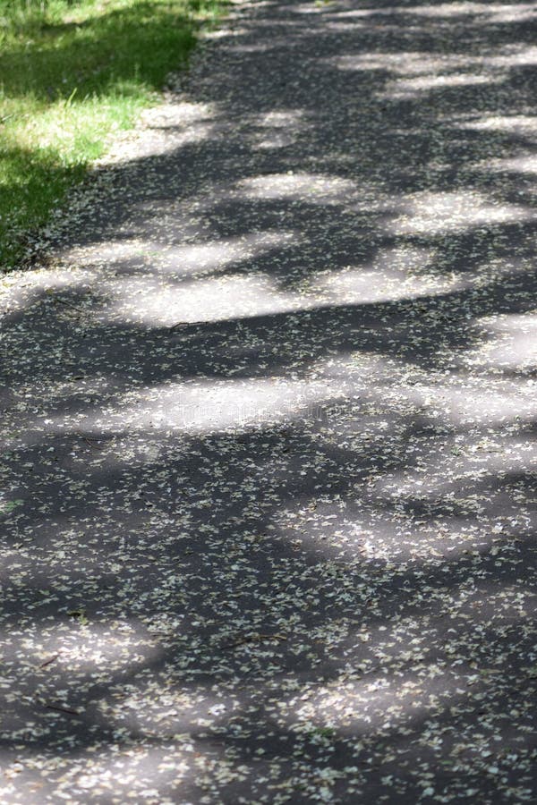 Fallen Flower Leaves on a Road Stock Photo - Image of tree, touch ...