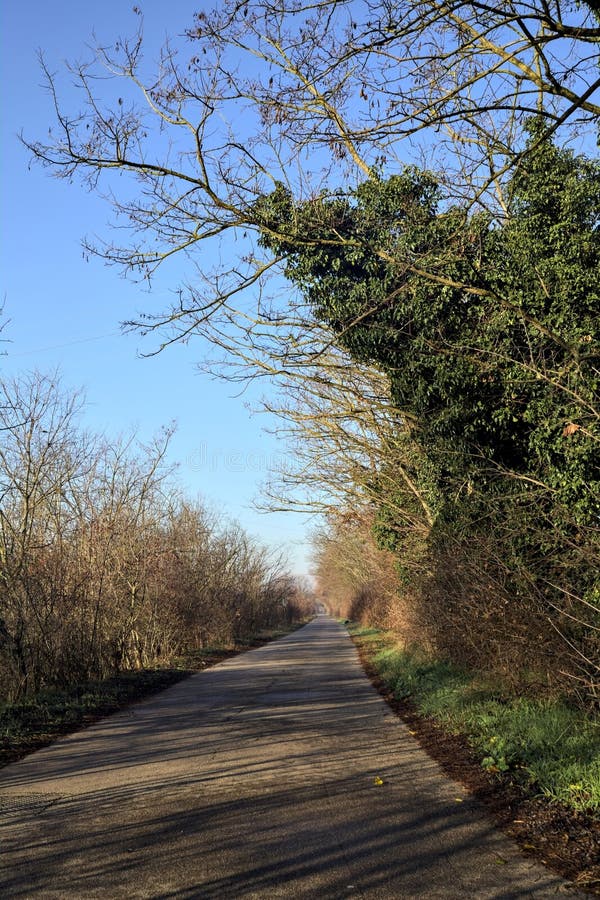 Paved Path Bordered by Trees and Hedges at Sunset Stock Image - Image ...