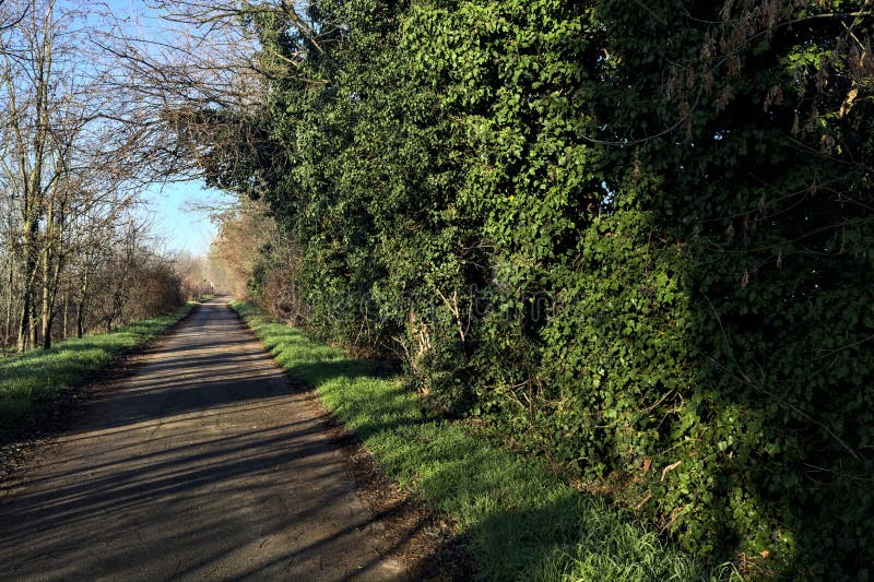 Paved path stock image. Image of bright, autumn, outdoor - 304051253