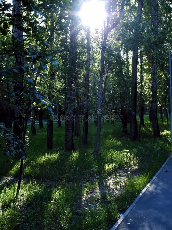 Paved Path in the Park on a Clear Day Stock Image - Image of beautiful ...