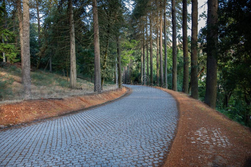 Paved Path in a Park with Trees in the Larerals Stock Image - Image of ...