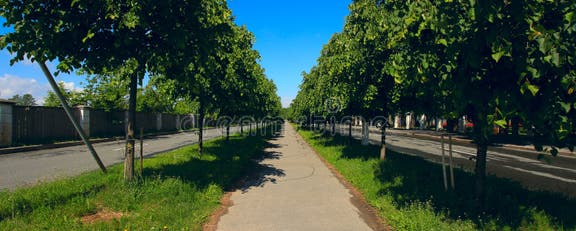 Paved Path through Rows of Trees Stock Photo - Image of bushes, brown ...