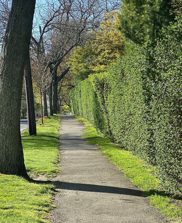 Paved Path or Sidewalk, with Hedges on One Side and Trees on the Other ...