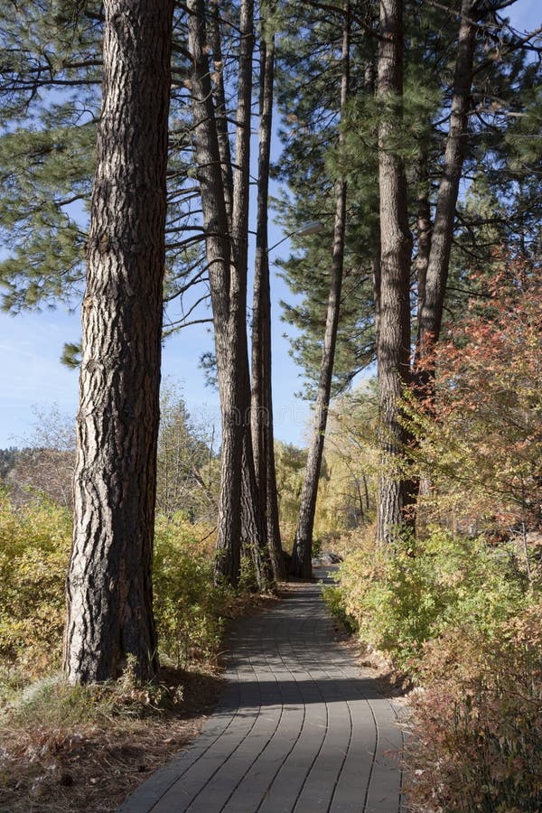 Paved Path through Trees stock image. Image of activity - 90454313