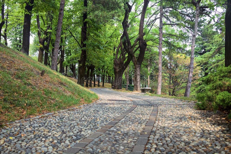 Paved Path Under a Tree Canopy Stock Photo - Image of bush, lush: 259676410
