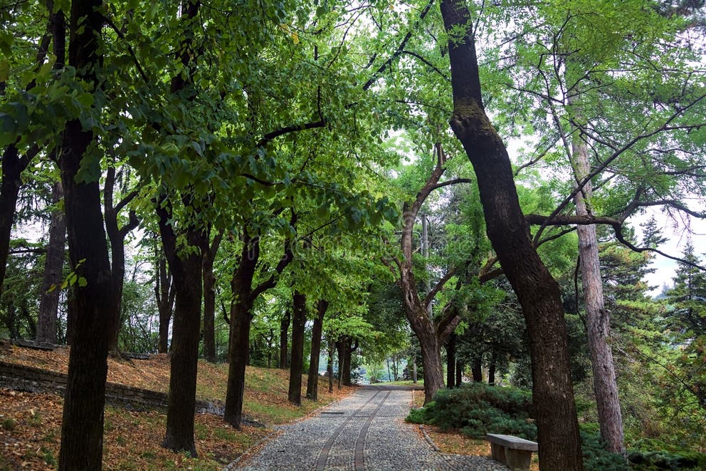 Paved Path Under a Tree Canopy Stock Photo - Image of fields, meadow ...