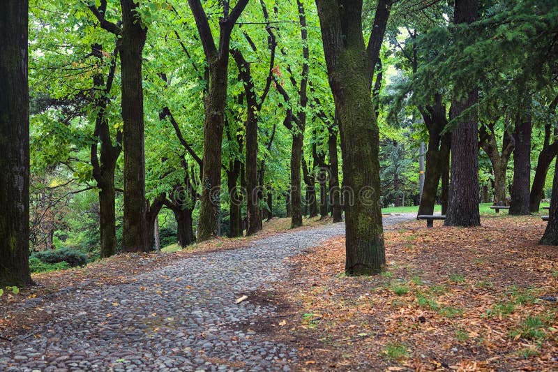 Paved Path Under a Tree Canopy Stock Image - Image of canopy, flower ...