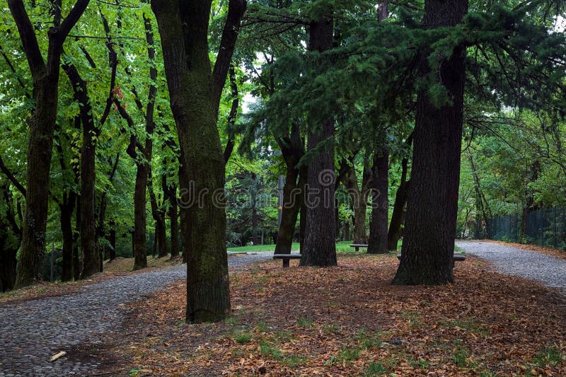 Paved Path Under a Tree Canopy Stock Image - Image of color, hill ...