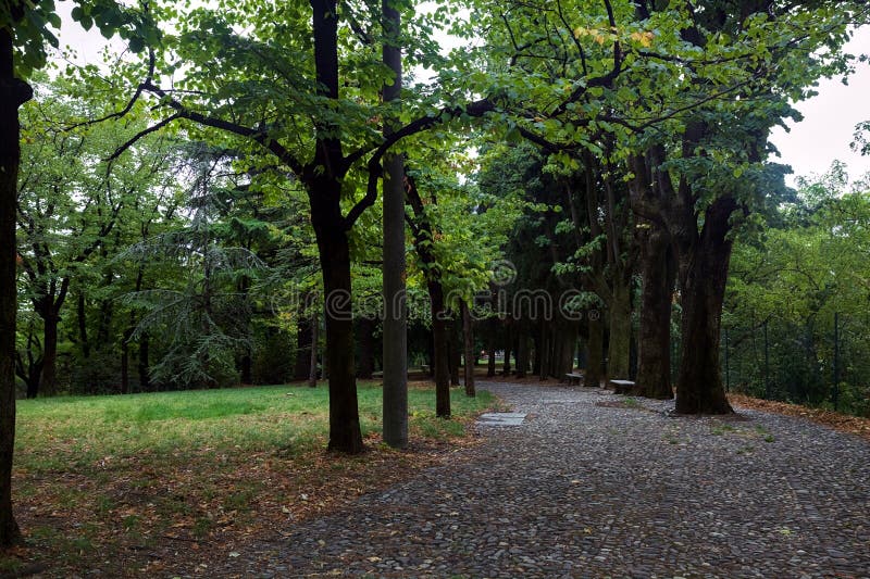 Paved Path Under a Tree Canopy Stock Image - Image of lush, meadow ...