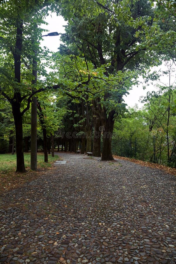 Paved Path Under a Tree Canopy Stock Image - Image of field, beautiful ...