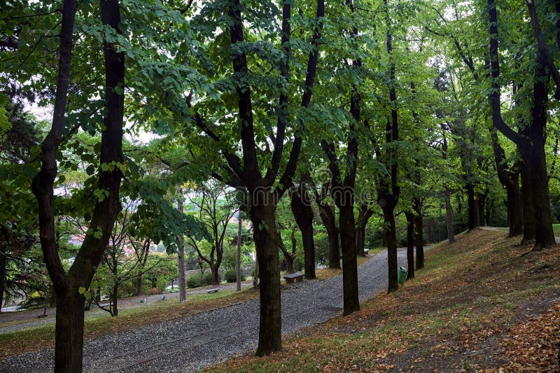 Paved Path Under a Tree Canopy Stock Photo - Image of idyllic, blue ...