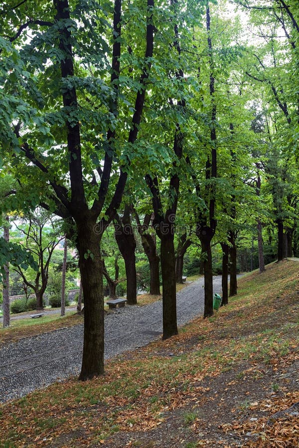 Paved Path Under a Tree Canopy Stock Image - Image of beautiful ...