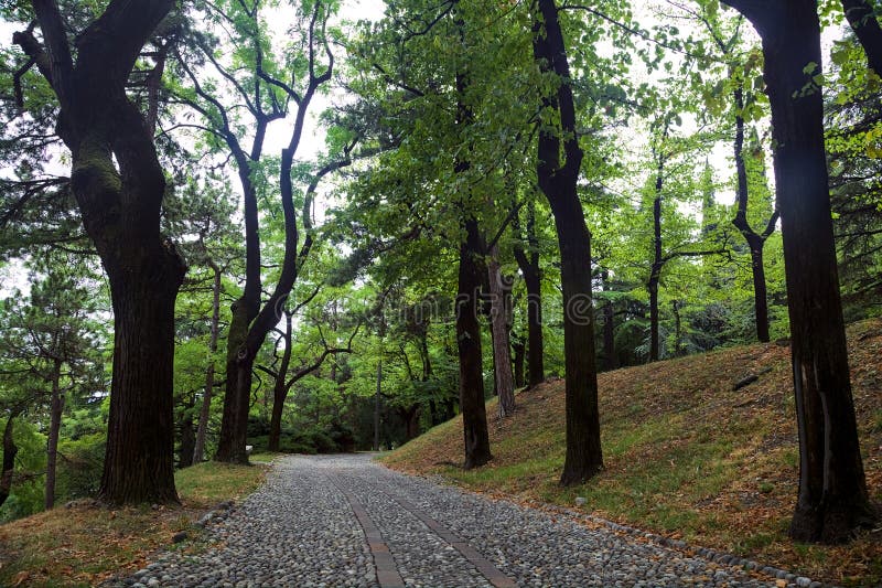 Paved Path Under a Tree Canopy Stock Photo - Image of park, hill: 259677182